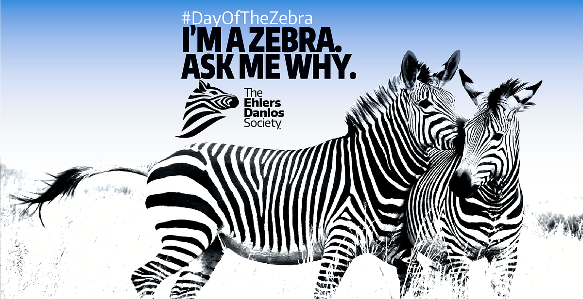 Day of the Zebra. Together, we dazzle! | by Odd Mom Jess | Medium