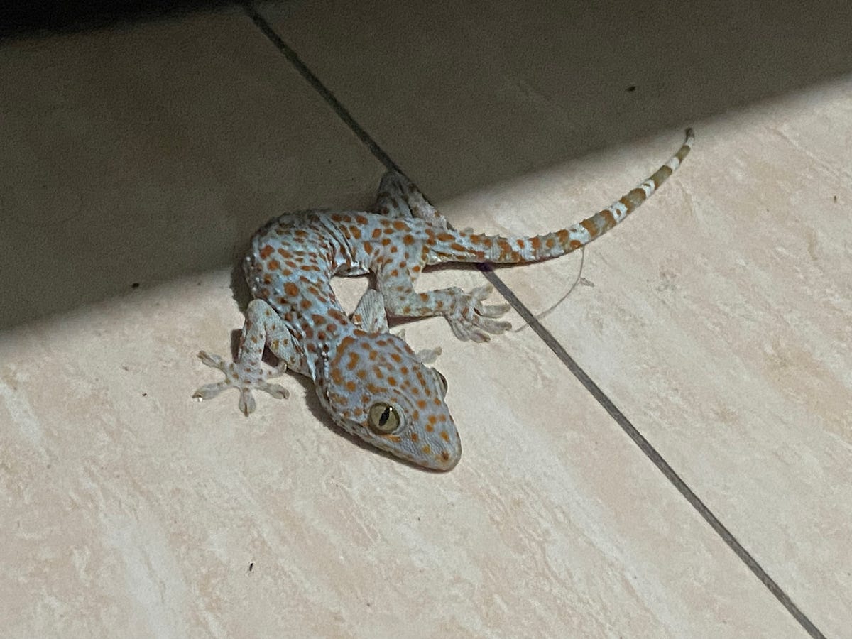 What I’ve Learned From Tobi — My House Gecko | by Riska Darmawanti | Medium