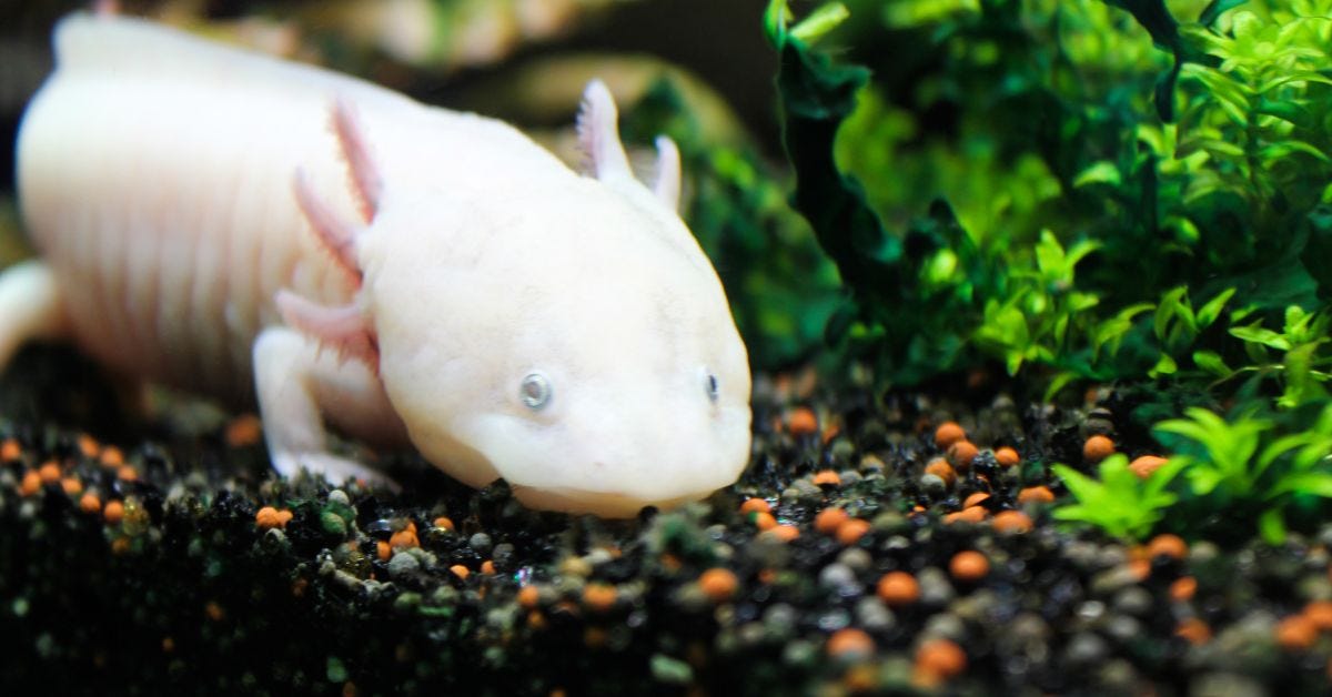 Axolotl Price In India - Jiozee - Medium