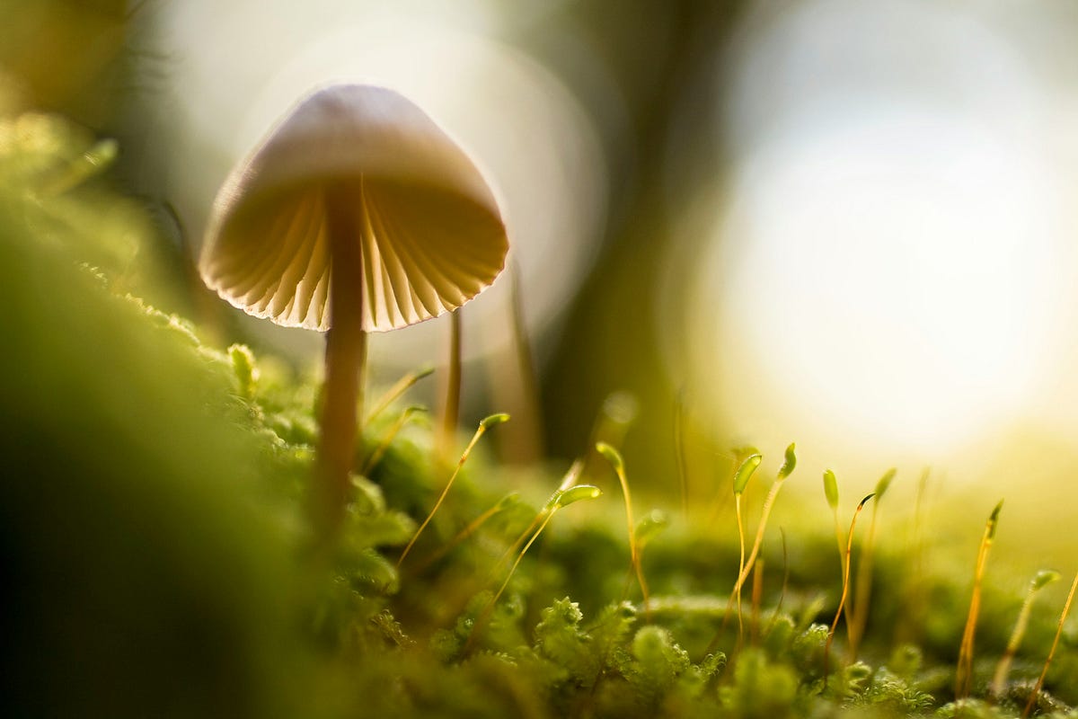 Eternal Equation. Reflections in Nature Series |… | by Sam Aureli ...