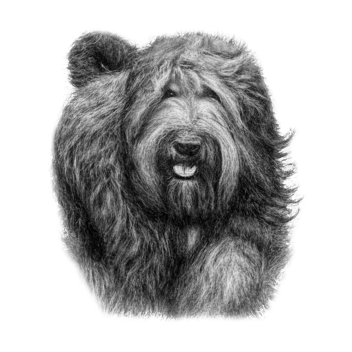 A poem about a Bergamasco Sheepdog - Jason Harper | PortraitsofDogs.com - Medium
