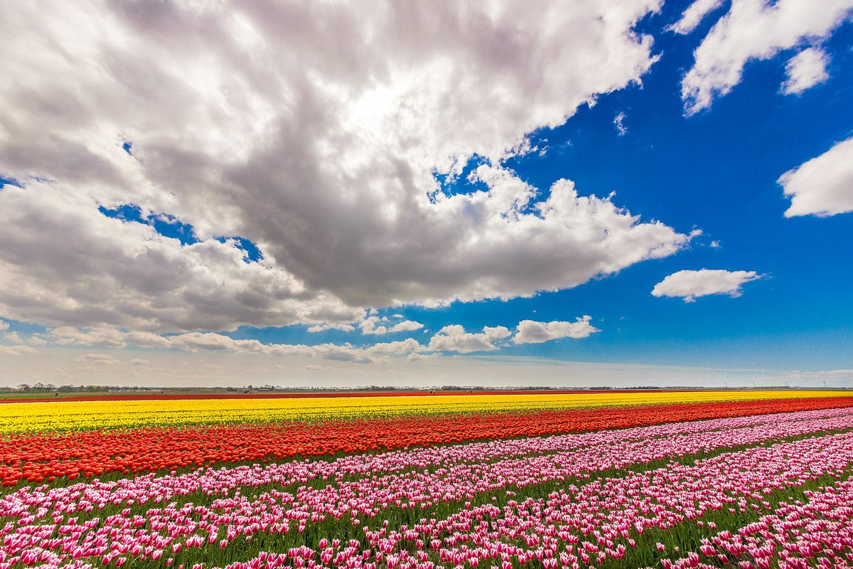 Blossoming Beauties: Exploring Tulip Farms Around the World | by ...