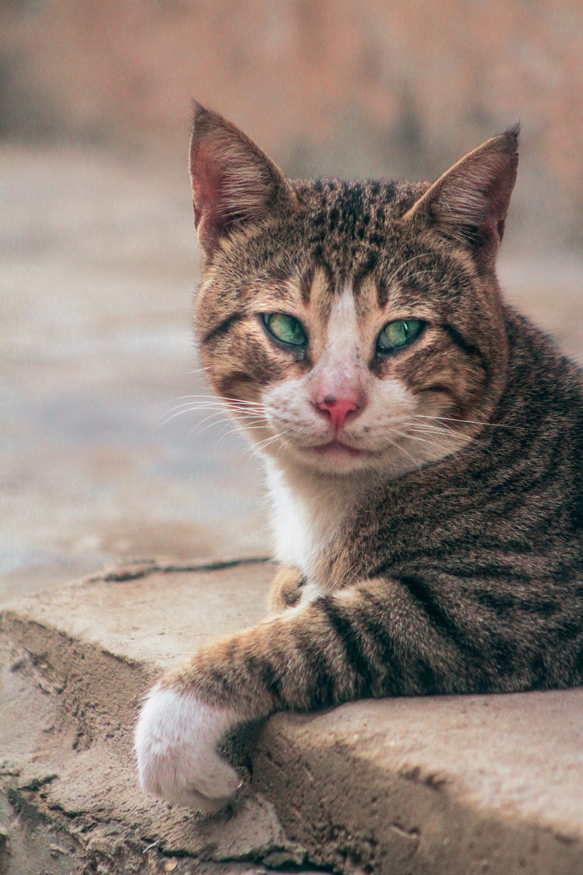 Jaguar: The Stray Cat Who Defied the Odds and Survived | by ...