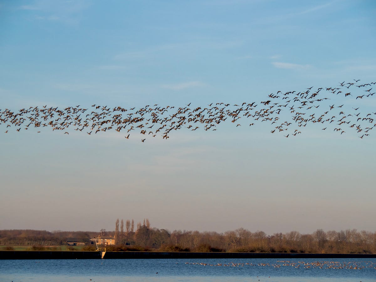 Geese in the Air. An exhilarating trip to a local nature… | by ...