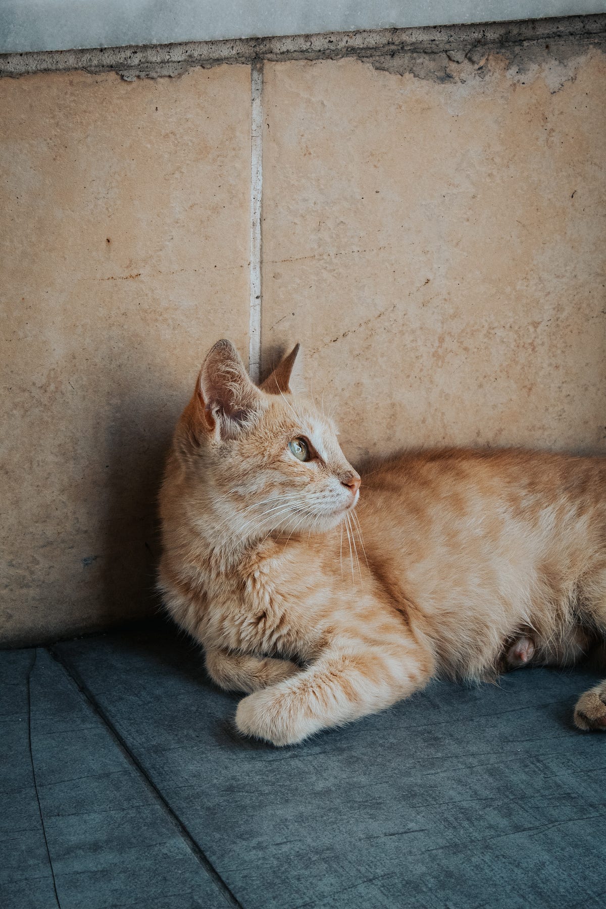 The Mysterious Arabian Mau: A Fascinating Tour of a Special Breed of ...