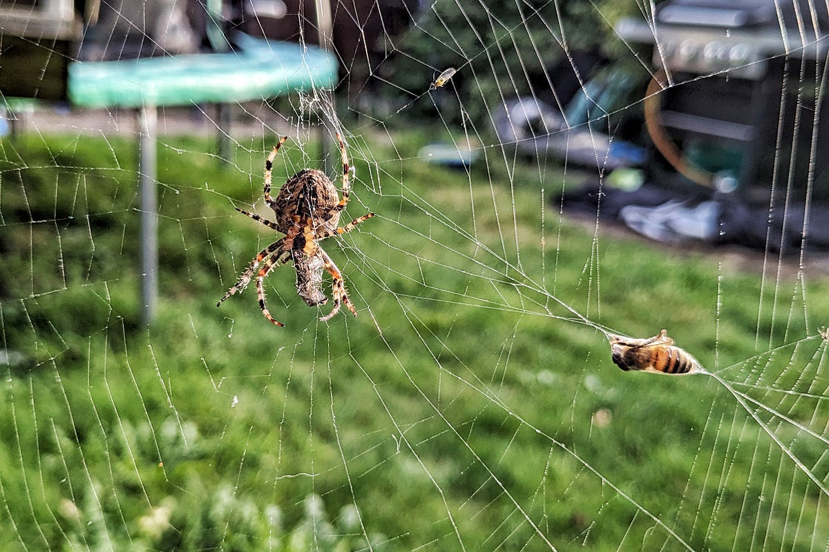 When The Spiders Come To Town. And spin their wonderful webs. | by ...