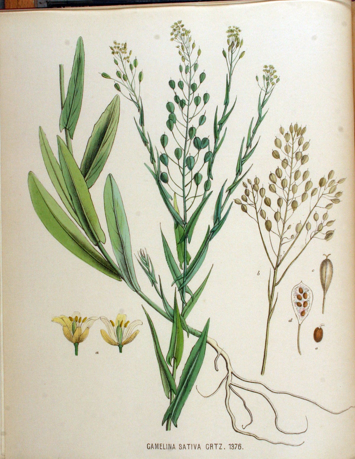 Ancient Gold — Camelina: A Botanical History | by Danielle Herring ...