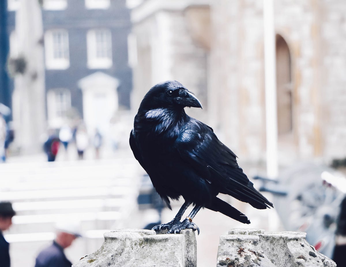 Crows That Fly High: The Best of Corvid Month | by J.D. Harms ...