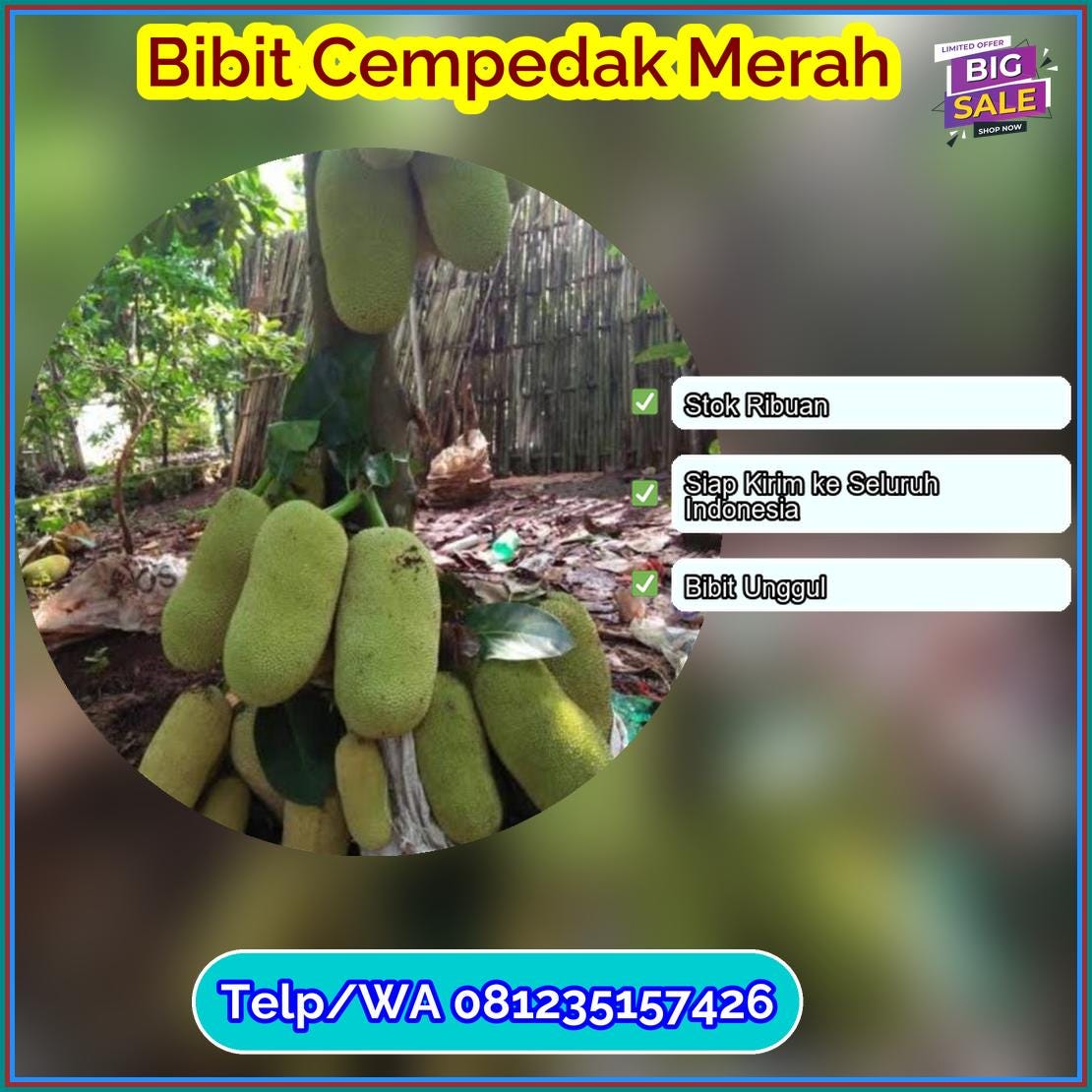 Pusat Pembibitan Bibit Cempedak Merah Bengkulu Tengah - Jasmin Buah ...
