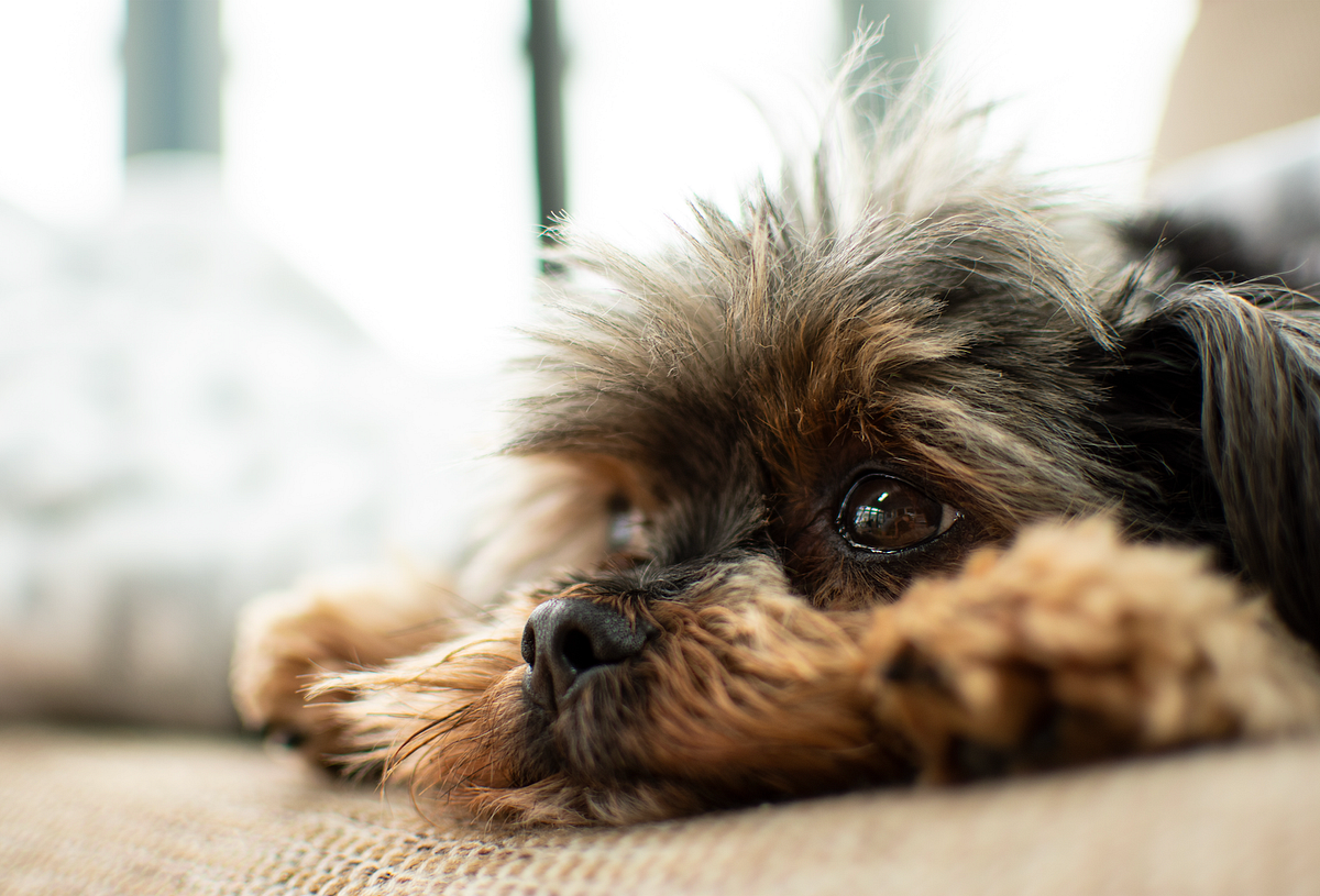 8 Steps to Help Your Grieving Pet | by Karen A. Anderson | Medium