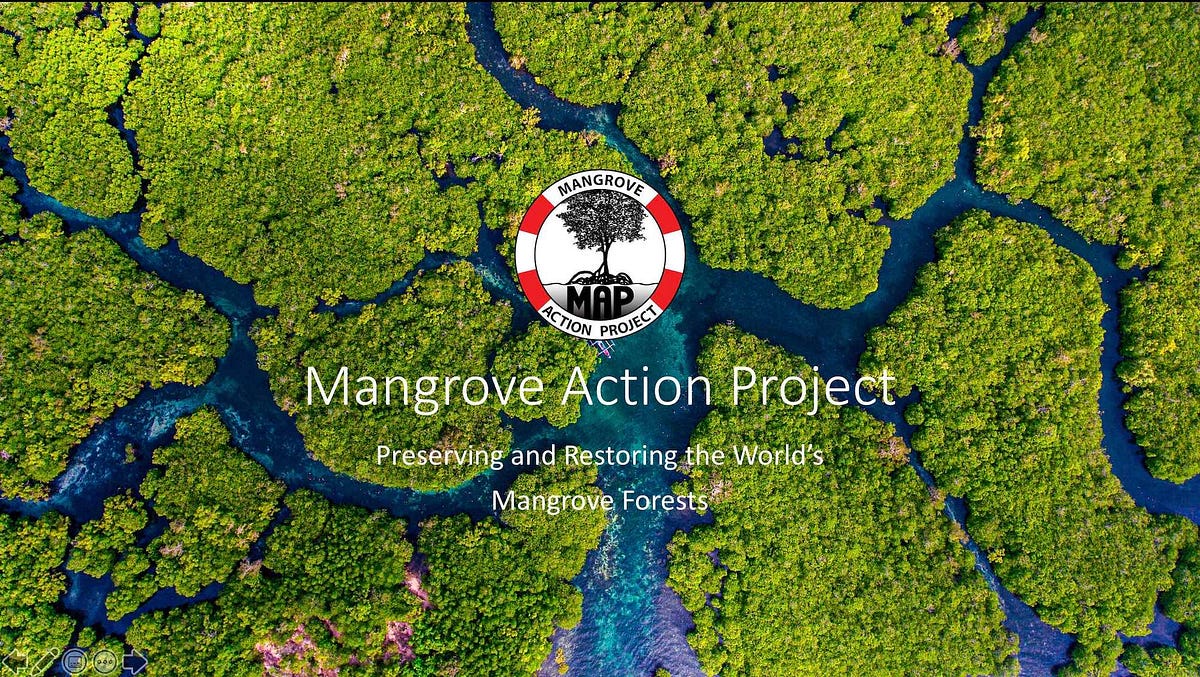 $BEACH PARTNERS WITH MANGROVE ACTION PROJECT | by Beach Collective | Medium