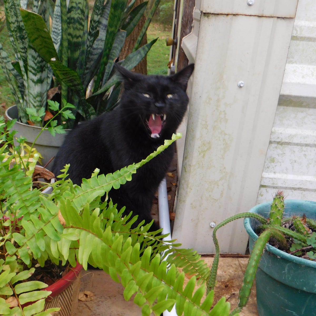 COLD CAPER PETS. The worst thing about last winter was… | by Patricia ...