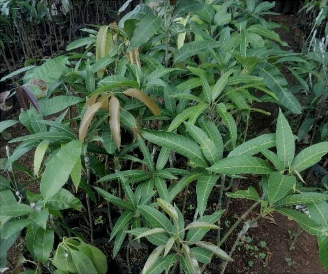 Bibit Mangga Yuwen Seri 6 Kota Banjar | by zahrah bibit | Medium