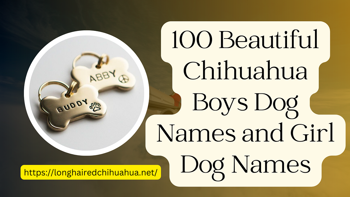 100 Beautiful Chihuahua Boys Dog Names and Girl Dog Names | by ...