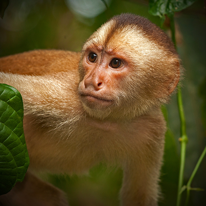 Capuchin Monkey Baby In The Wild