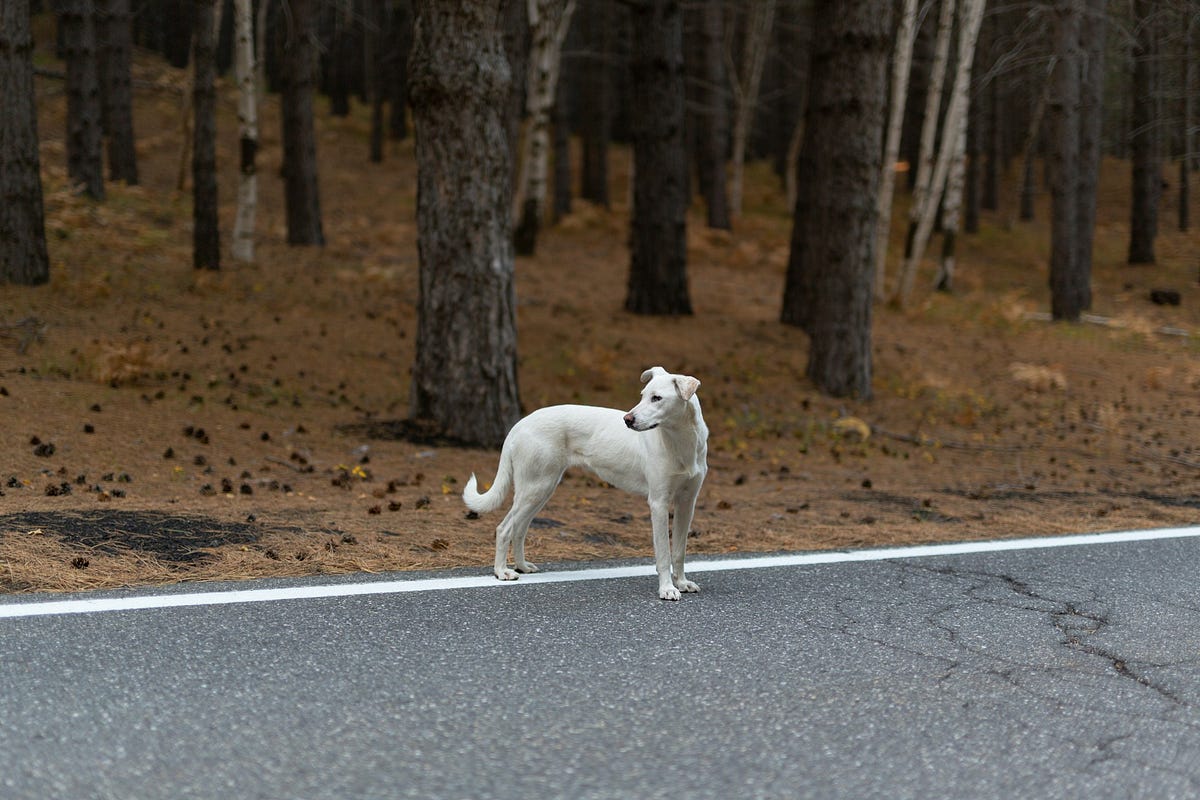 Patience Is Not Weakness — It’s Wisdom. A Life Lesson from a Dog | by ...