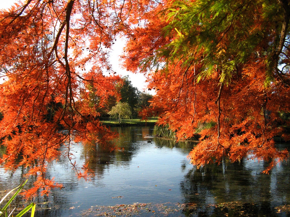 A Day in Autumn. A poem to celebrate an ordinary autumn… | by Yi (裔 ...