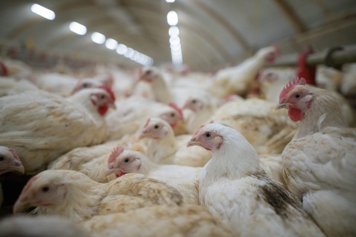 If we chose to be chickens and build a chicken coop, let us at least ...