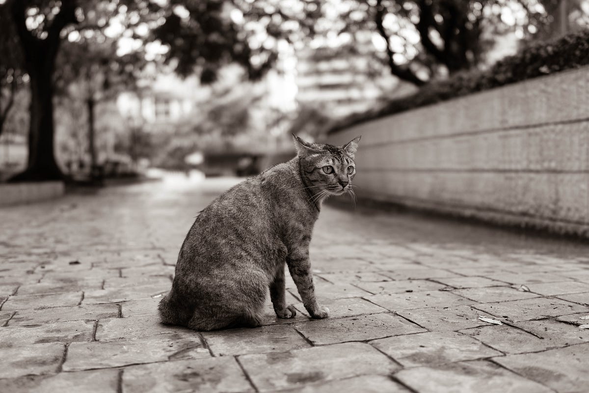 Anything cat…. At a park… | by Ryo Ishikawa | Medium