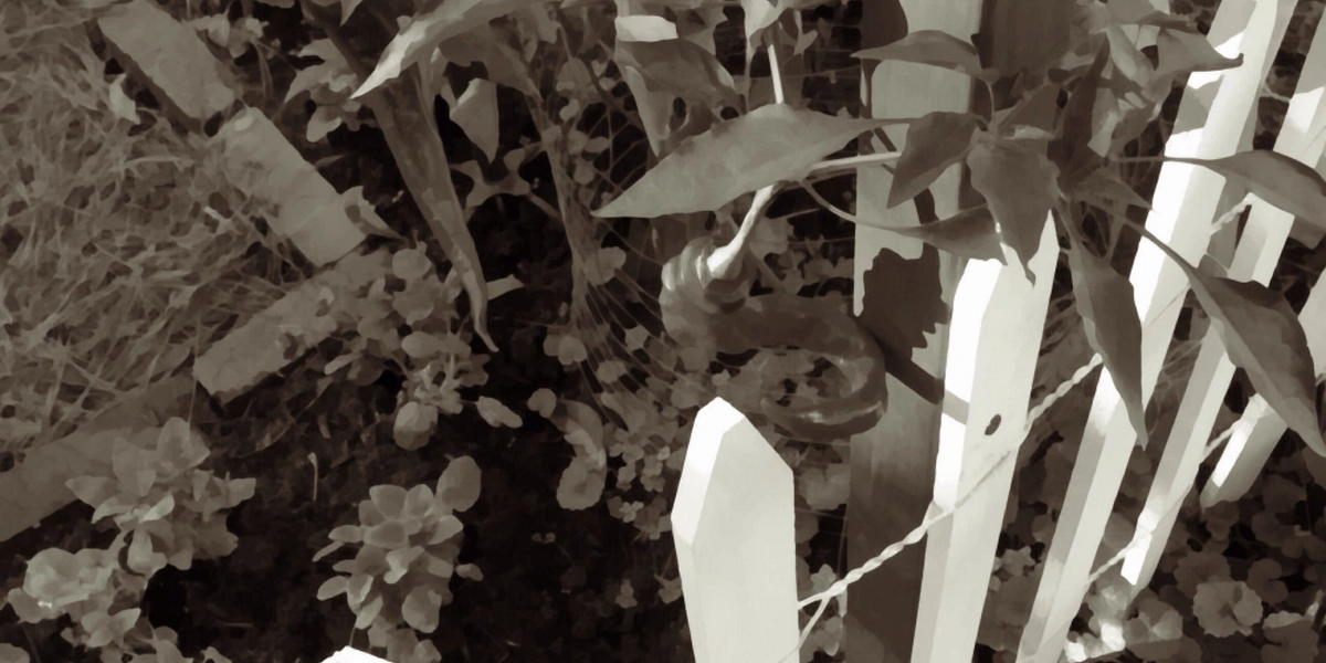 A Prose Poem: His Peppers, Her Gumbo, Their Dance | by J.R. Spiers | Medium