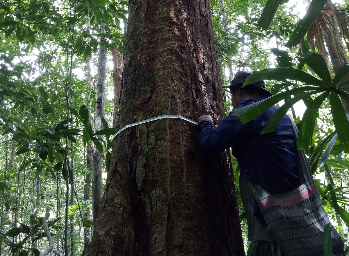 Understanding Myanmar’s Changing Forests | by Wildlife Conservation ...