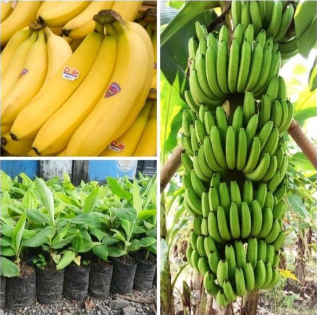 Bibit Buah Pisang Kavendis Cavendish Sunpride Tanam Sekali Panen ...