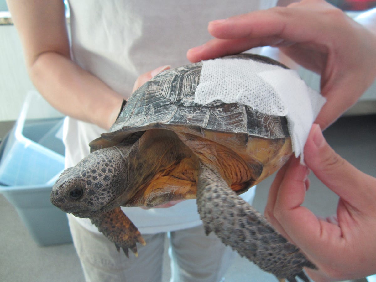 Gopher tortoise attacked by dog. By Joanna Fitzgerald | Director of the ...