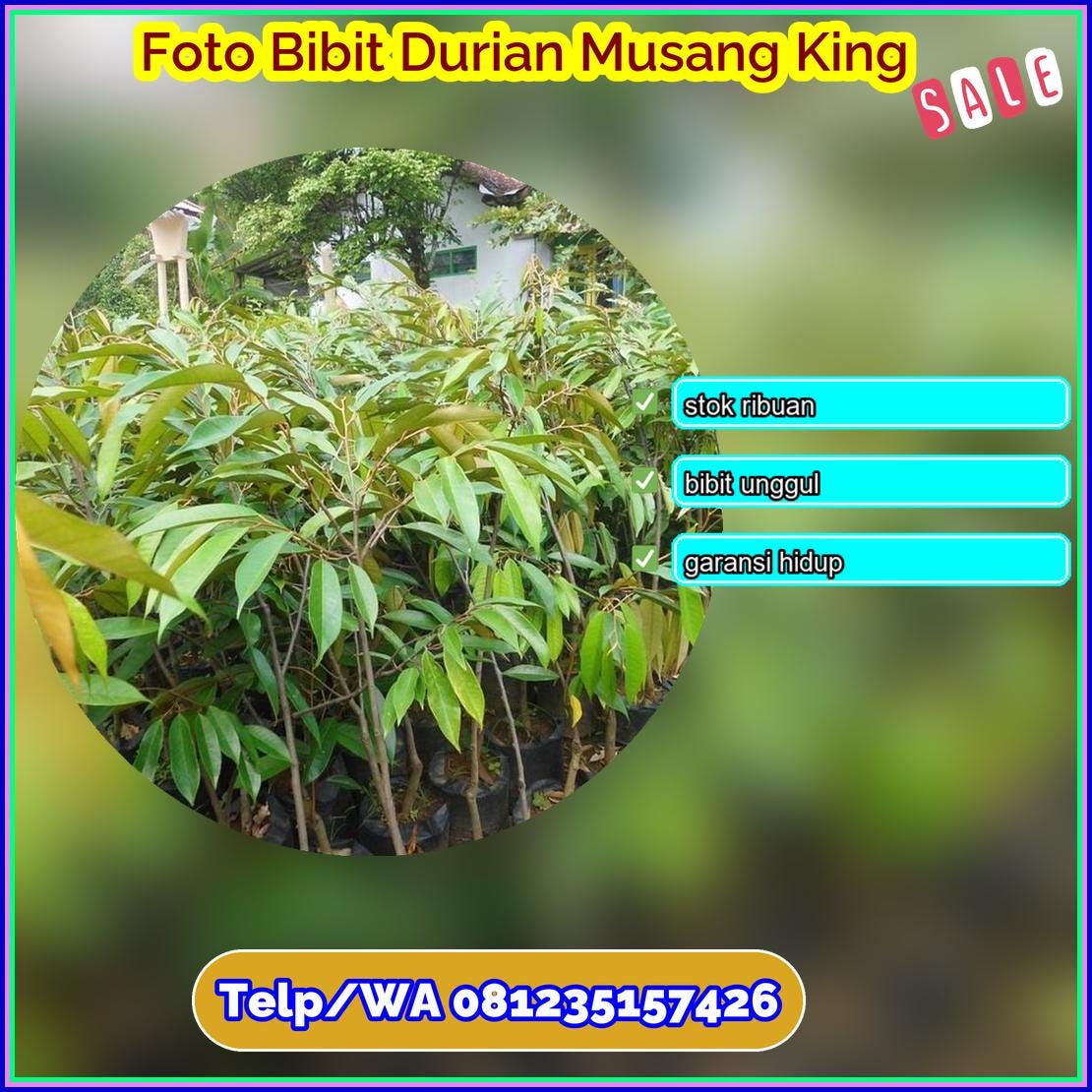 Foto Bibit Durian Musang King | by Pusat Bibit | Jul, 2023 | Medium