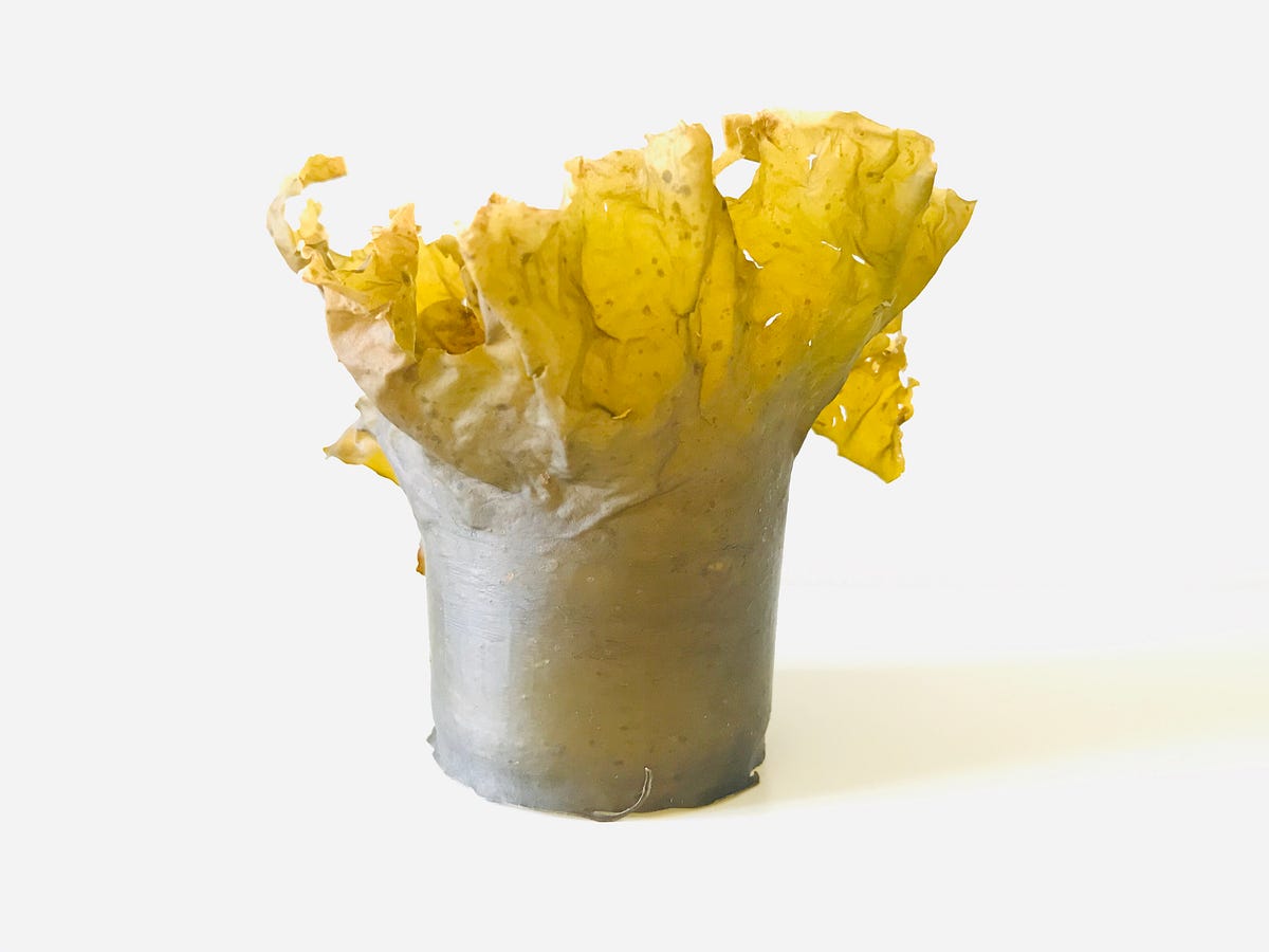 PROJECT: A material study — Seaweed 2 | by Mattias Grapenfelt | Medium