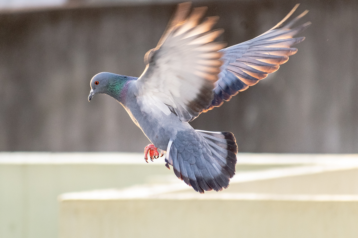 How a Pigeon was Busted with a Bag full of Meth | by Jennifer Pitts ...