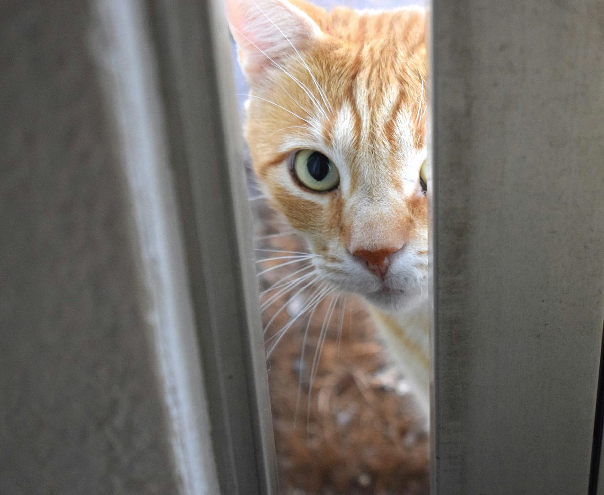 Inside, Outside. A Poem for the Micro-Season—Heat Starts… | by Natalie ...