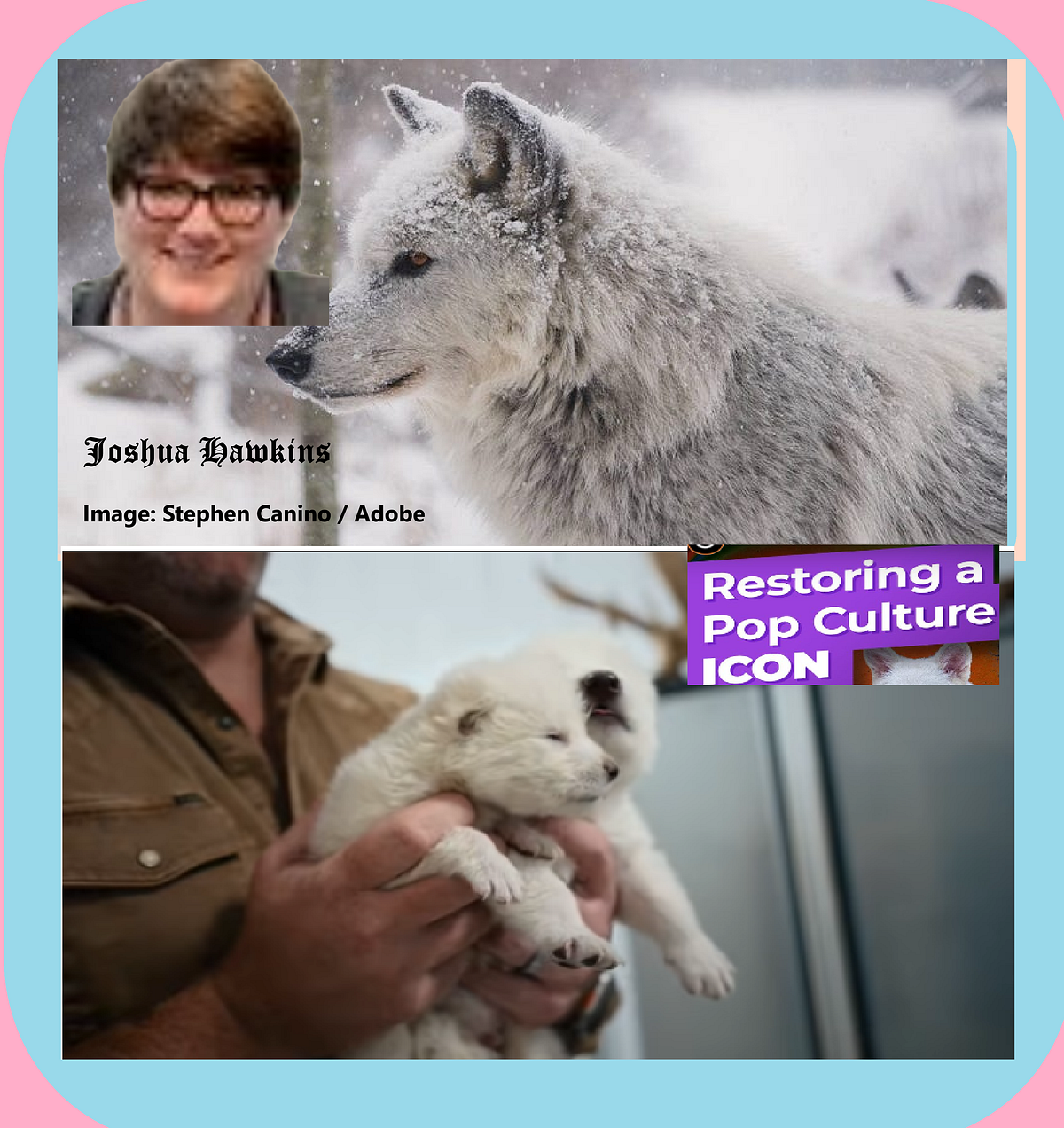 A genetics company just revived the dire wolf, sort of | by Sadan Nair ...