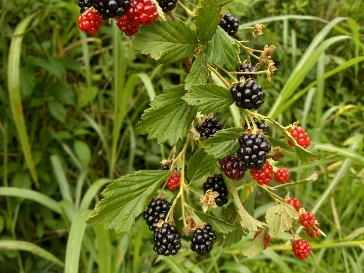 Identifying Wild Berries