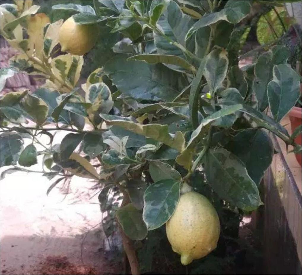 Bibit Jeruk Varigata Lemon Berbuah Murah Sampang | by Damarplantys | Medium