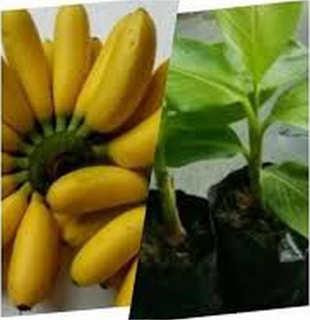 Bibit Pisang Mas Kirana Unggul Banyumas Terunggul | by Jasmin Buah | Medium Bibit Pisang Mas Kirana Unggul Banyumas Terunggul | by Jasmin Buah | Medium