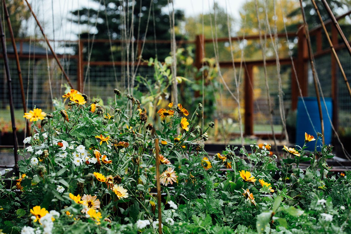 SPROUTING MINDS. Story by Alana Strong | Photos by… | by The Planet ...