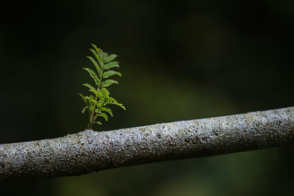 What Comes After HR Management?. Tree of Sanity | From Human Resources ...