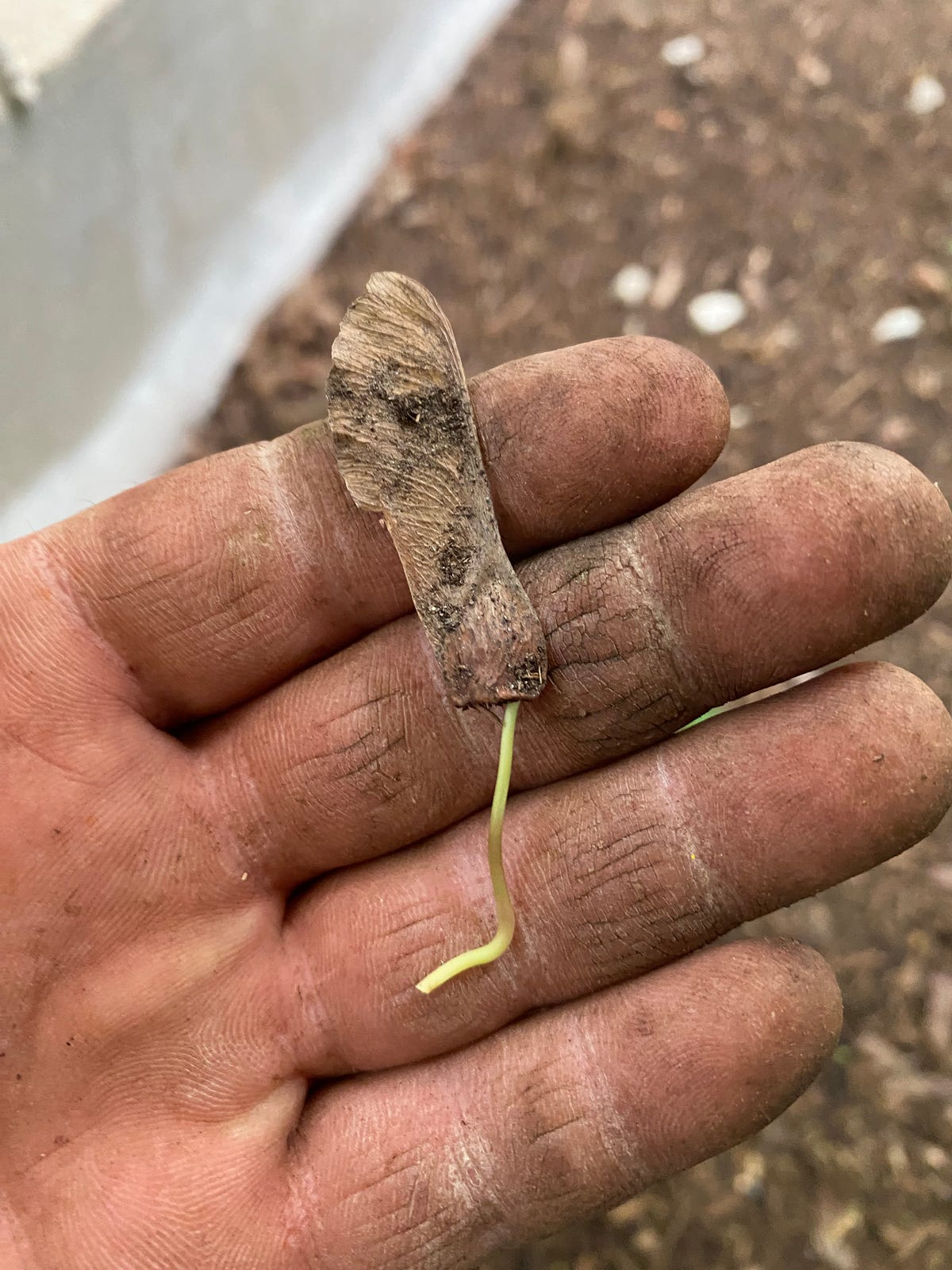 Seedlings: A Spiritual Encounter With Trees | by Lawrence Poetry and ...