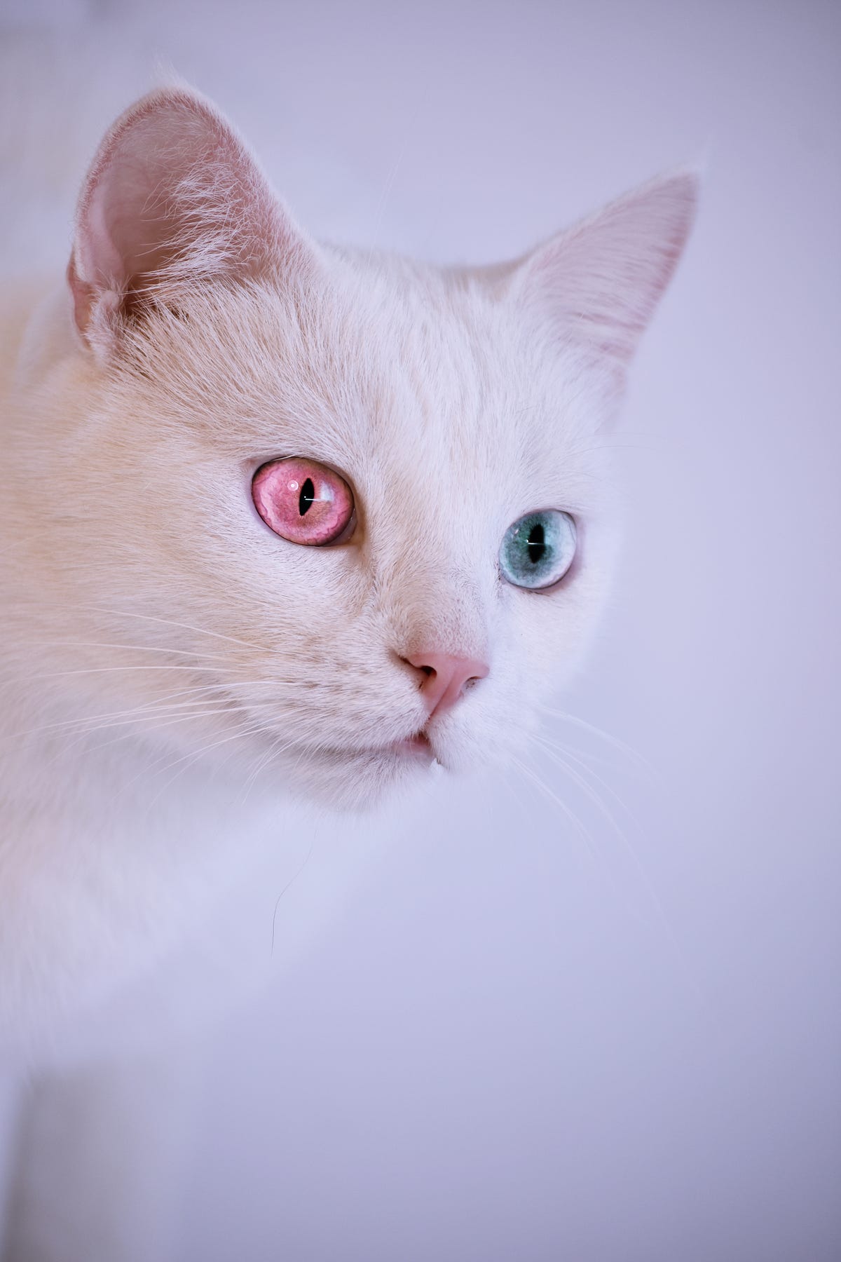 My Enchanting Escape to Japan’s Cat Island: A Tale Worth Telling | by Steven Star | Mar, 2024 ...