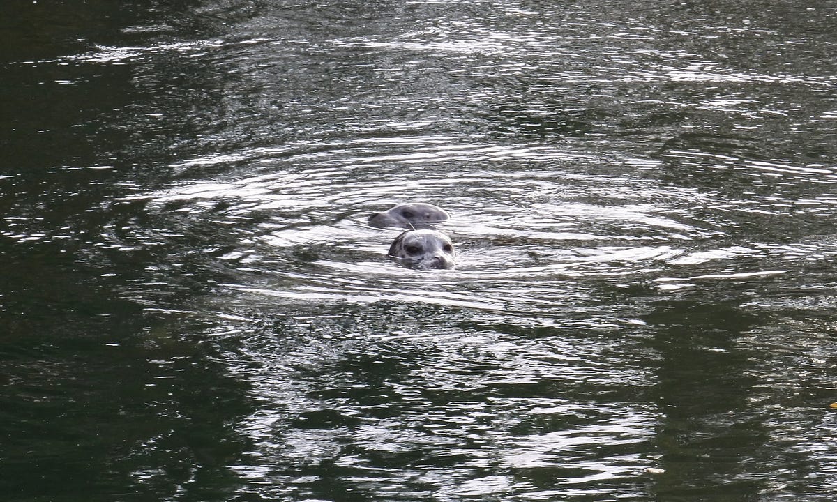 The sound of saving salmon. At Whatcom Creek in Bellingham, a… | by The ...