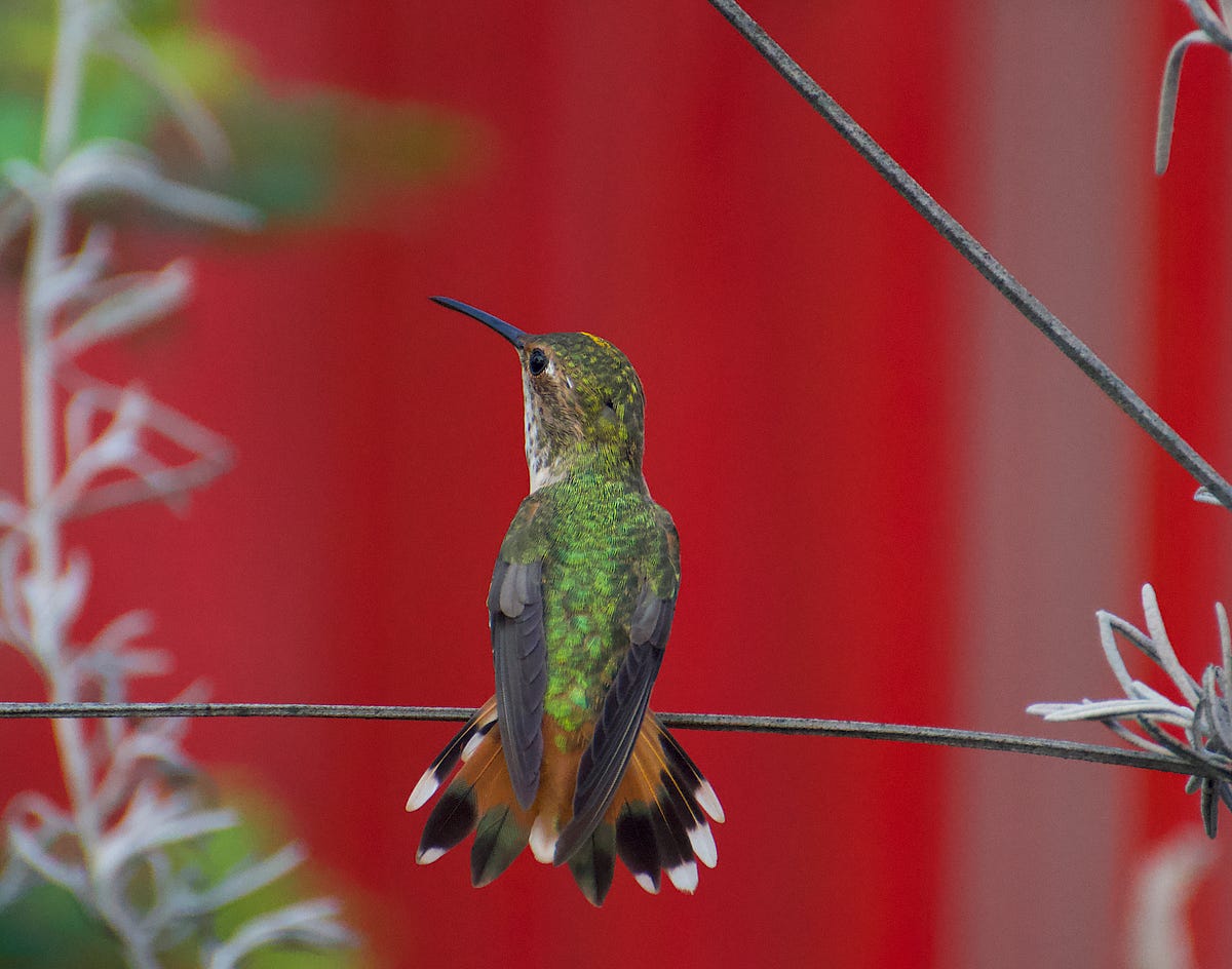 Appreciating the Rufus Hummingbird | by Deborah-Wildlife Photographer ...