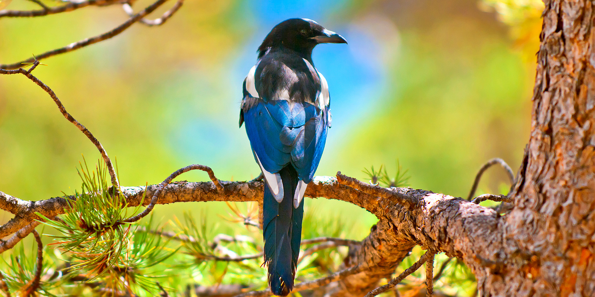 Why This Crazy Myth About Magpies Is Extremely Helpful | by Phil ...