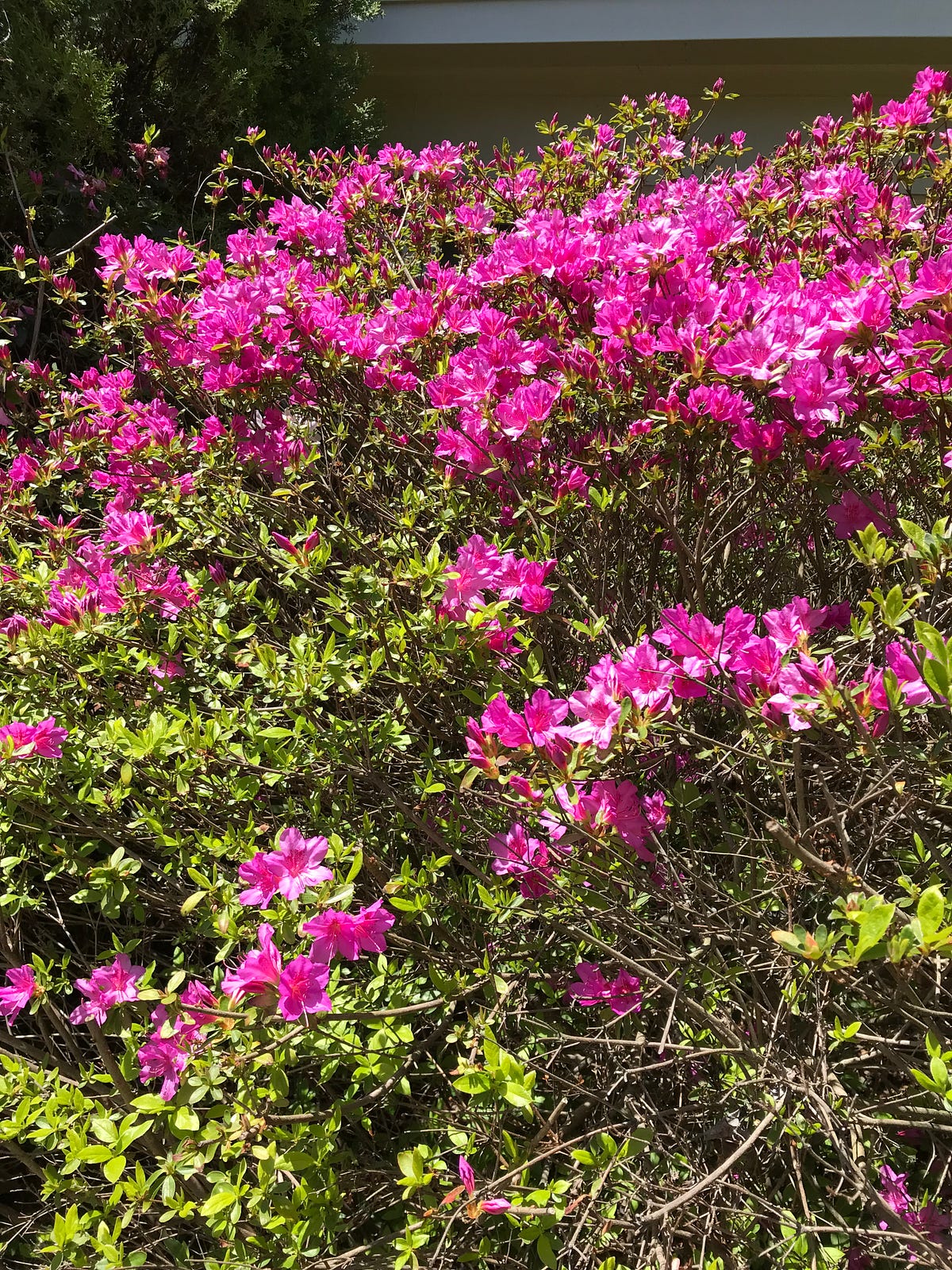 T. Here Azaleas 🌺 bloom; | by Xuan-Voi Nguyen | Medium