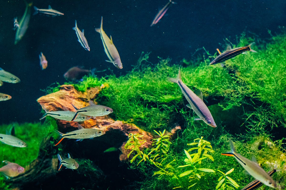 Understanding Guppy Genetics: An Introduction to Color Varieties and ...