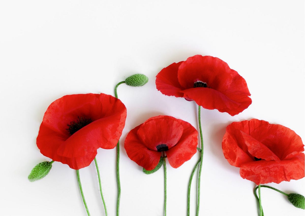 Thriving Beyond the Tall Poppy Syndrome | by Culture Enabler | Medium