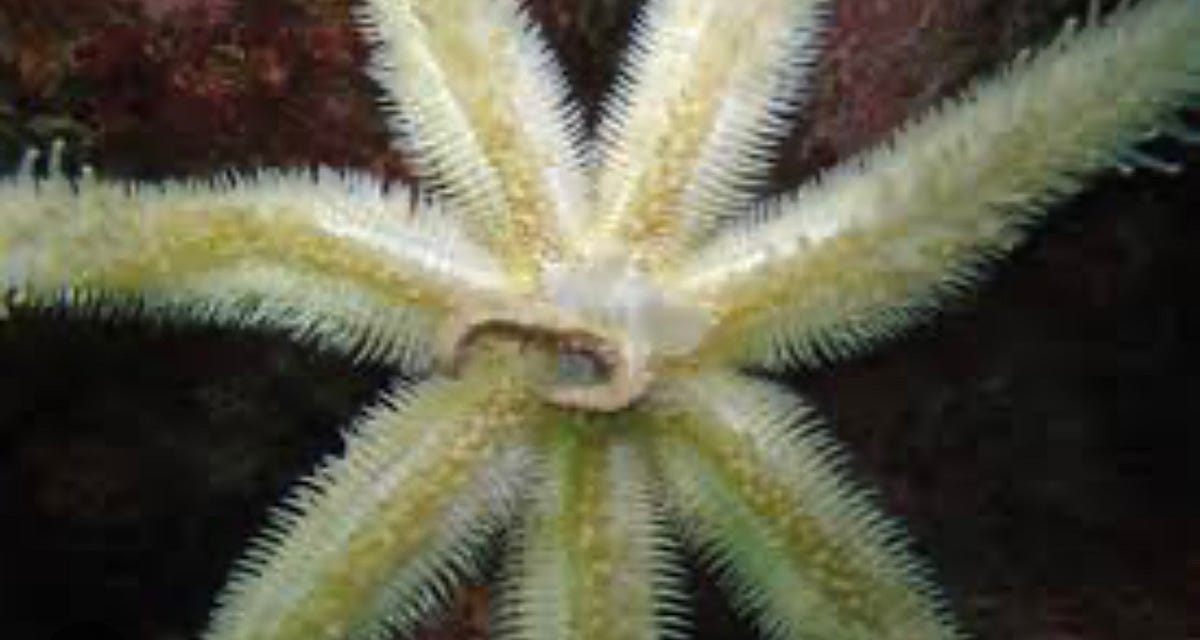What species of starfish are the best know ? How many species are there ...
