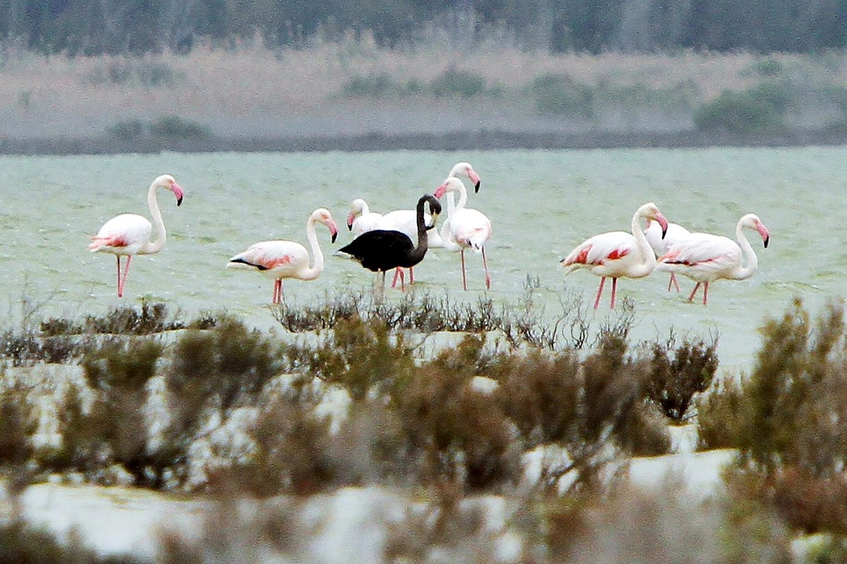 Did you know … extremely rare black flamingos exist? | by Susan ...