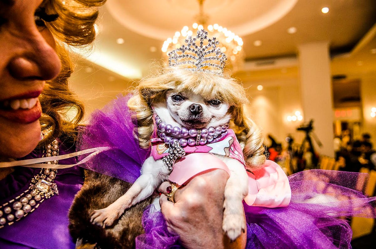 Rich Dogs, Poor Dogs, and the Woman Who Loves Them All | by Brendan ...