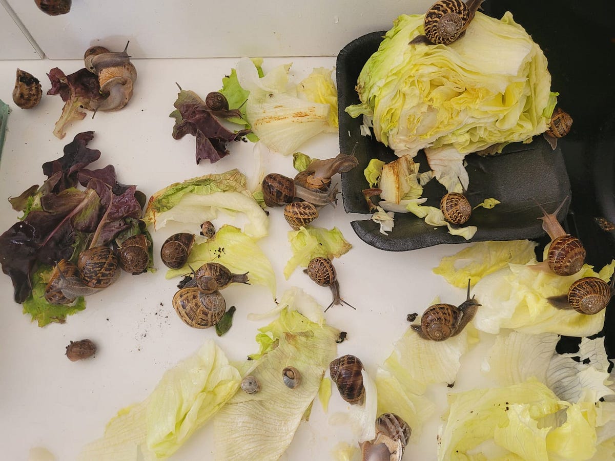 Snail Trails or Bust!. Will this be lucrative side hustle? | by Sam ...