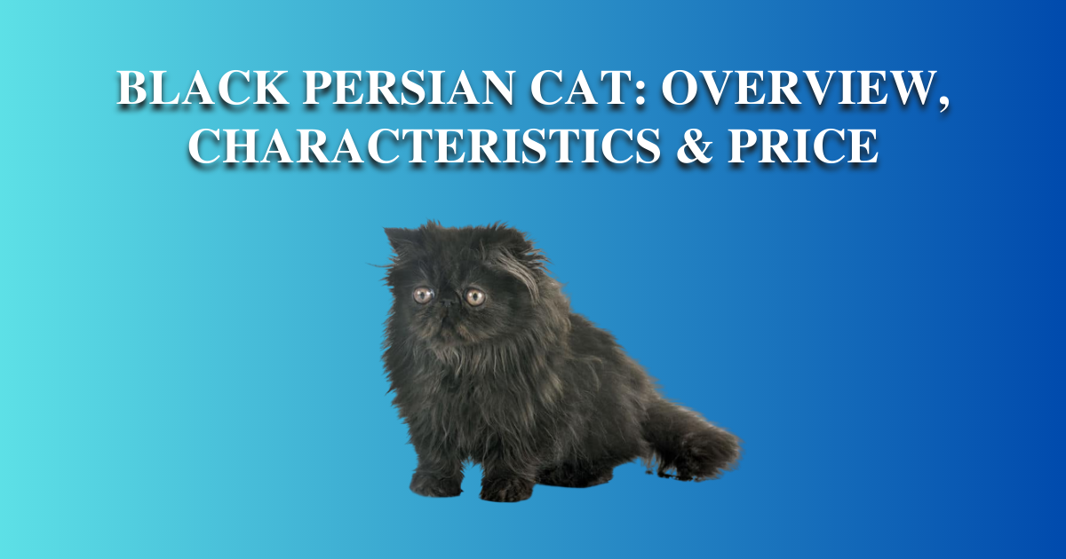Black Persian Cat